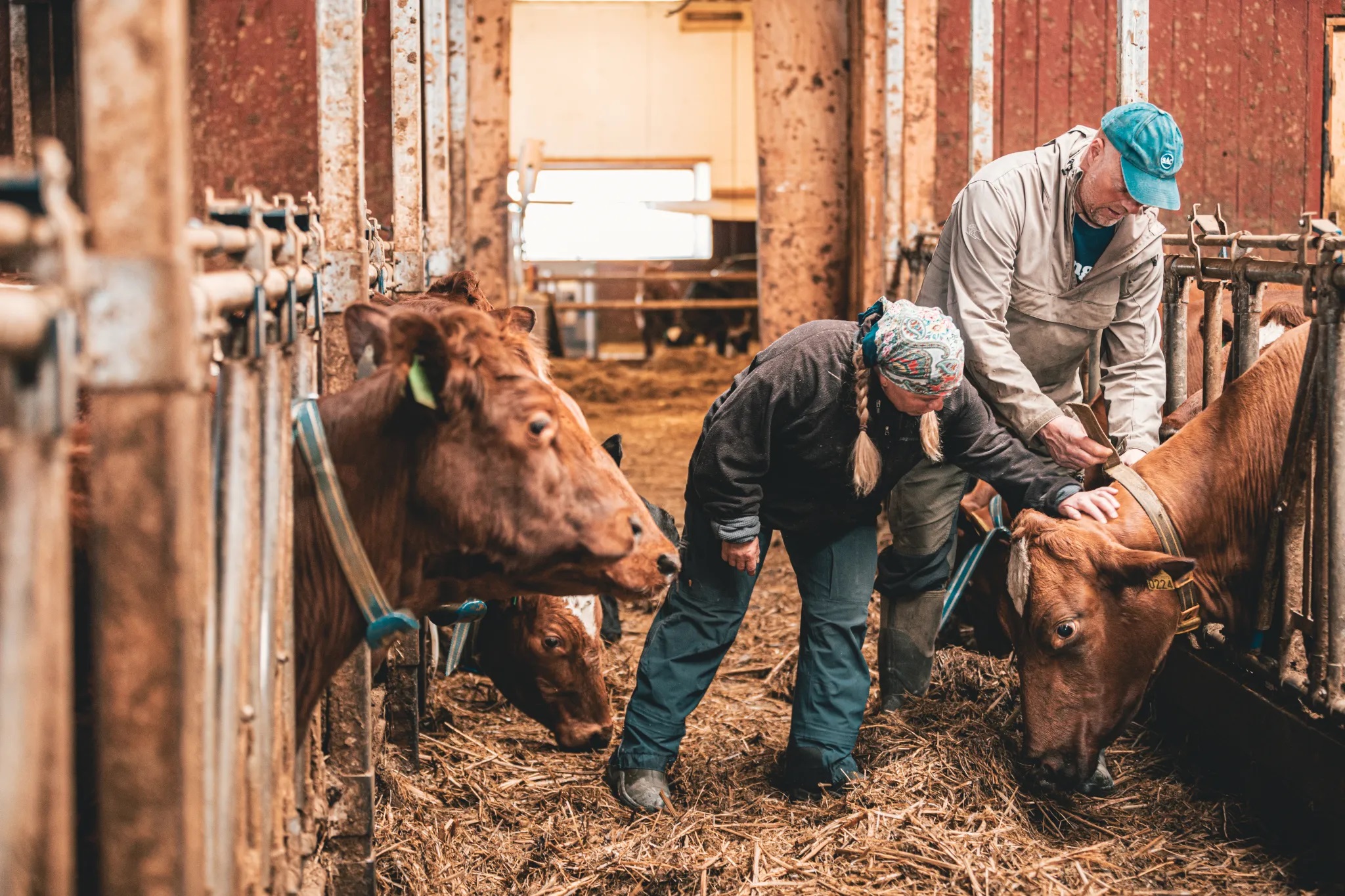 ALTA - gårdsbruk, samisk kultur, hellerisninger og nordlys